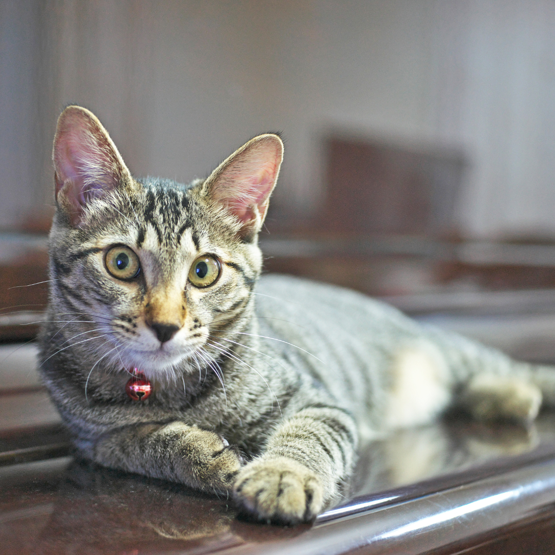 Best Veterinary Hospital In Downey, CA | Downey Veterinary Hospital